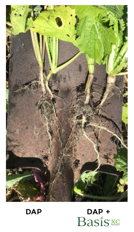 Forage Brassica Shows Larger Root Systems with Basis XC
