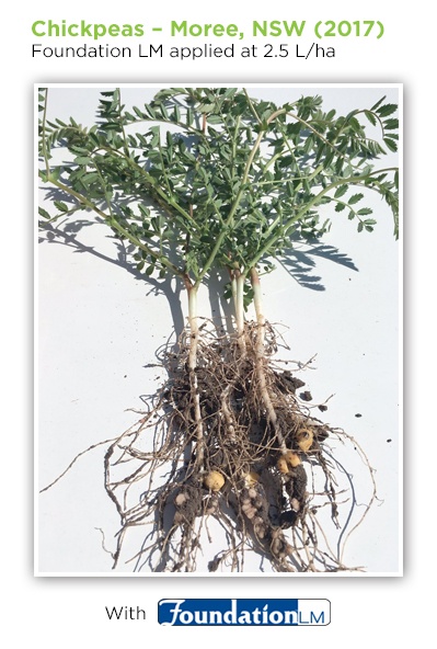 Foundation LM Contributes to Impressive Nodule Size in Chickpea Crop