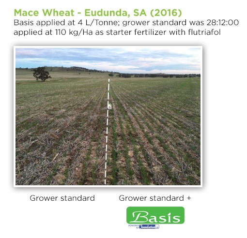 Basis Shines in Wheat Trial: Early Results from Eudunda, SA